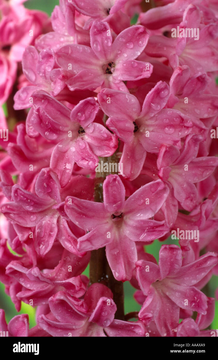Hyacinthus orientalis 'Red Magic'. Hyacinth Stock Photo - Alamy