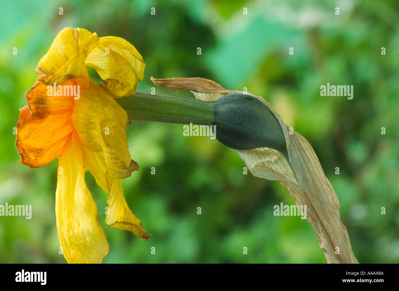 Narcissus. Dead flower head Stock Photo - Alamy