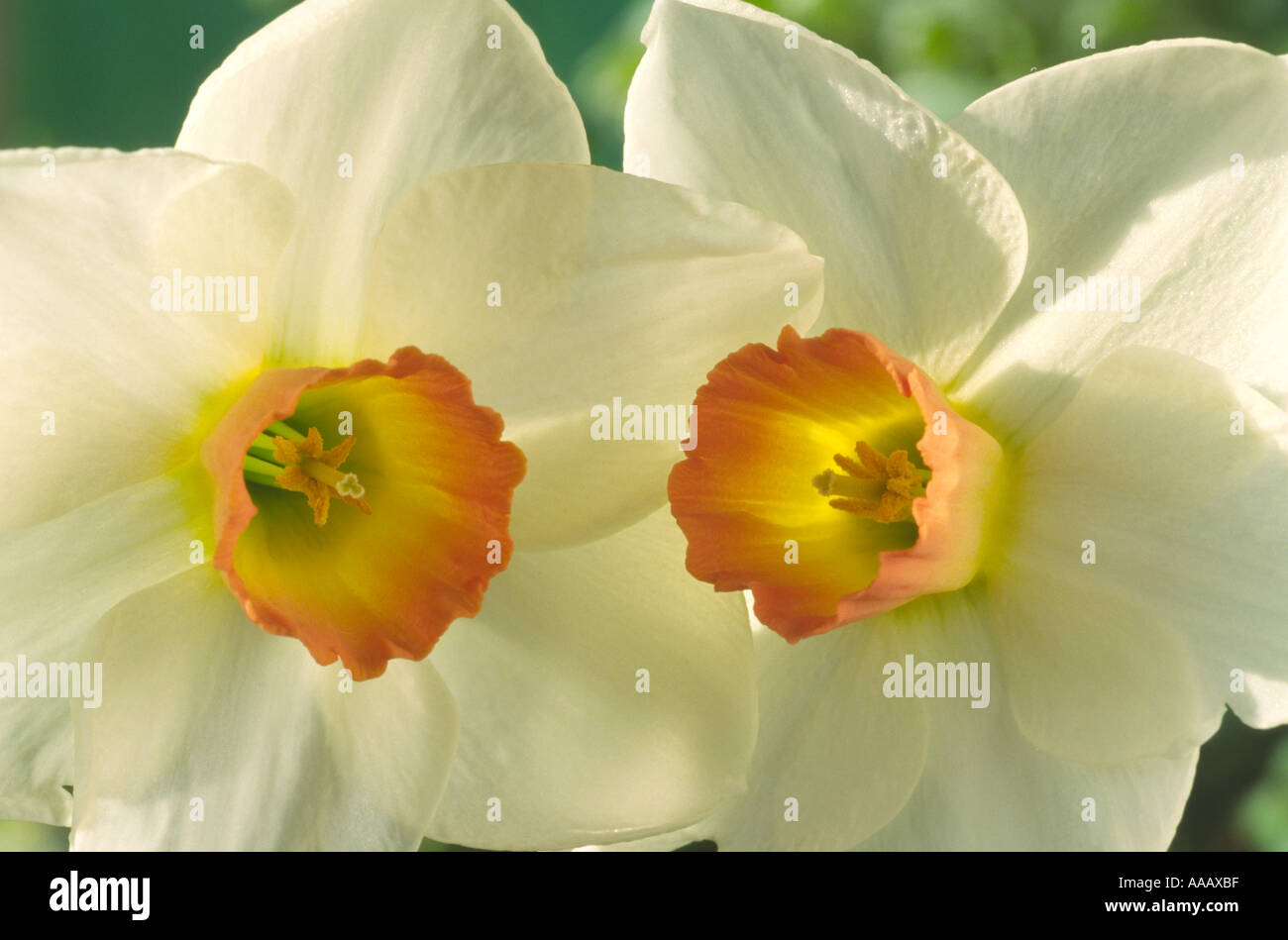 Narcissus 'Fragrant Rose'. Division 2 two Large cupped daffodil Stock Photo - Alamy