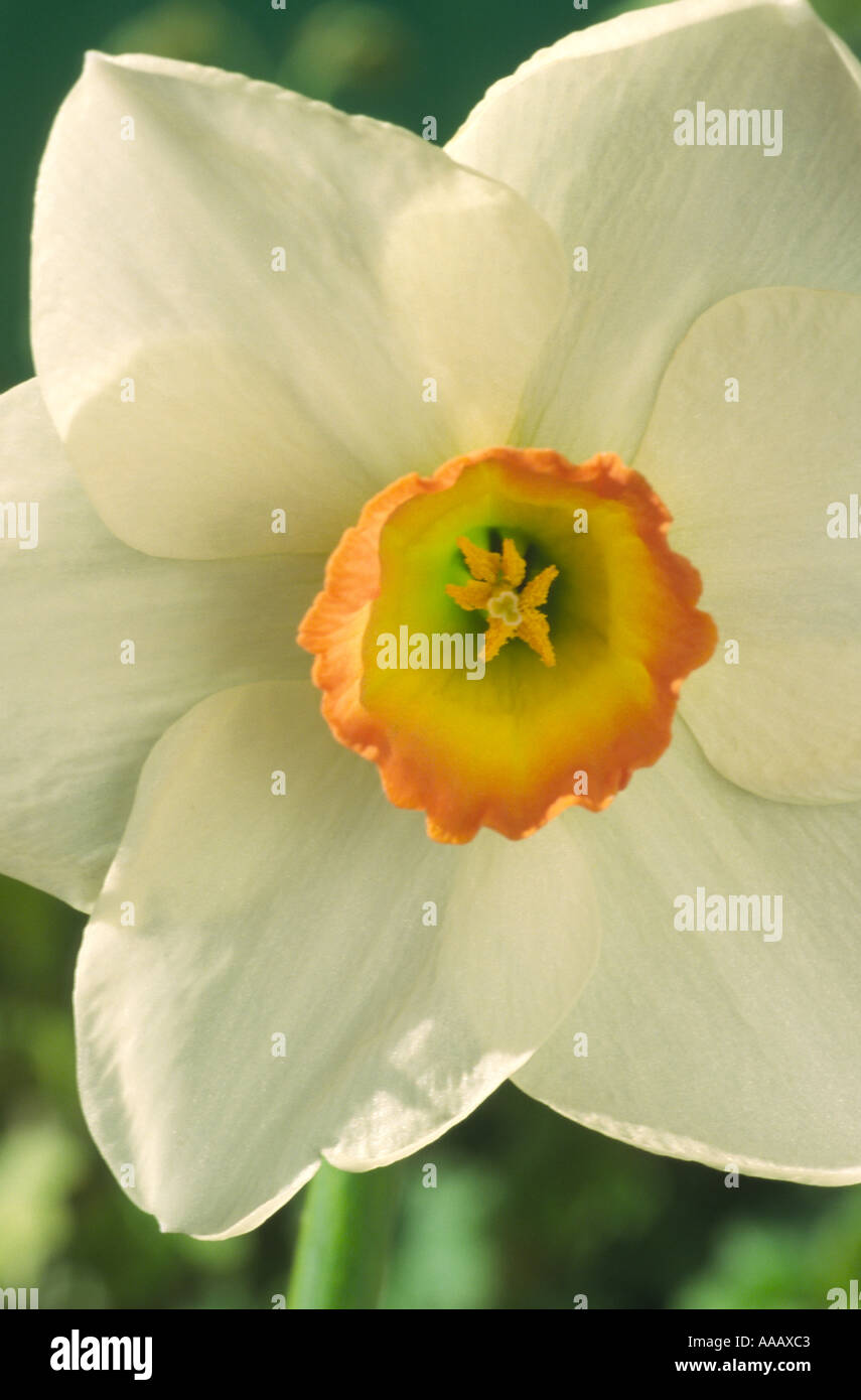 Large rose blooms white hi-res stock photography and images - Alamy