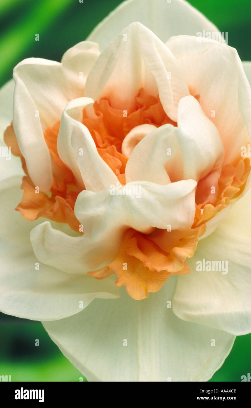 Narcissus 'Pink Paradise'. Division 4 four Double daffodil Stock Photo ...