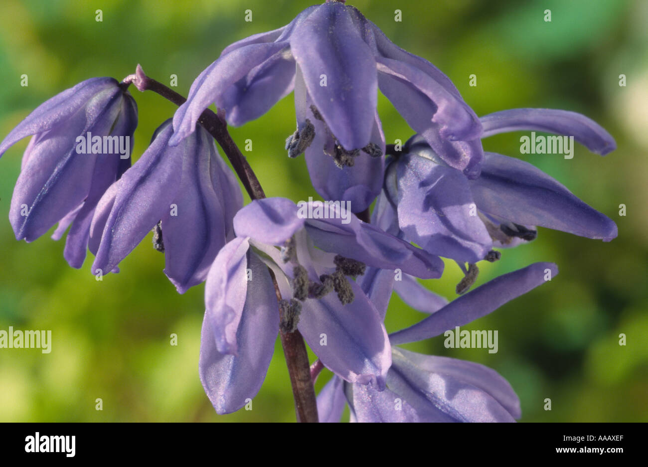 Scillas bulb hi-res stock photography and images - Alamy