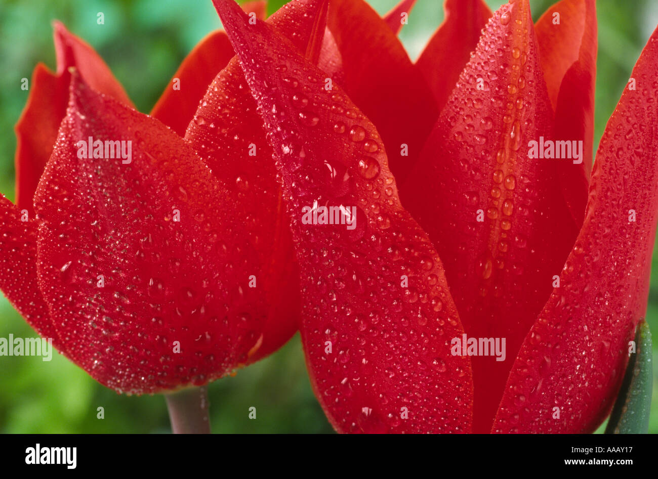 Tulipa 'Jane Packer'. Lily flowered group tulip Stock Photo - Alamy