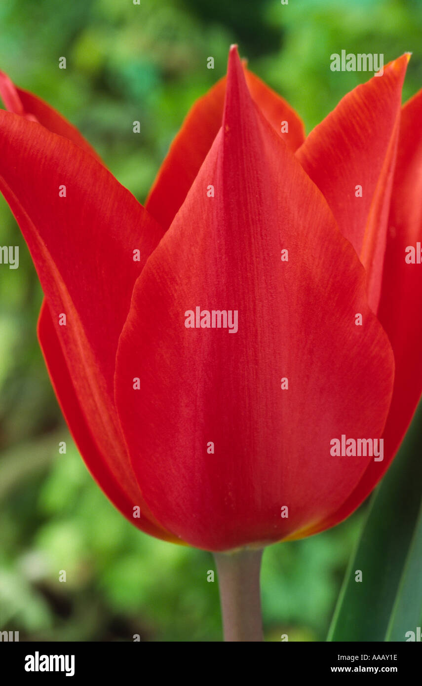 Jane packer tulip hi-res stock photography and images - Alamy