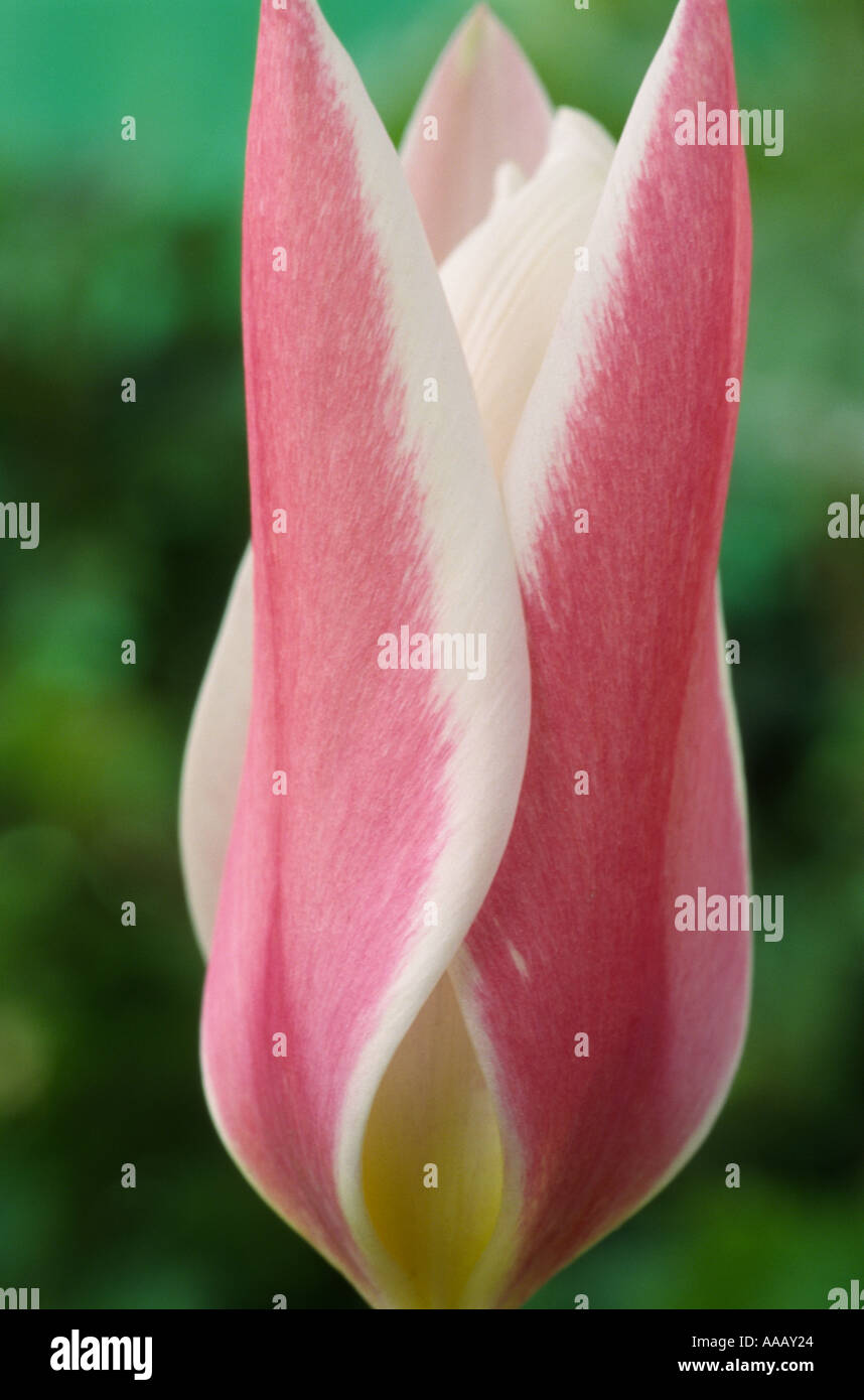 Tulipa 'Lady Jane'. Miscellaneous group tulip Stock Photo - Alamy