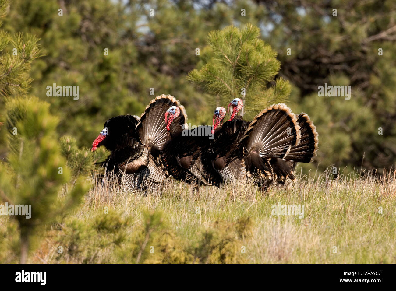 Four turkeys hi-res stock photography and images - Alamy