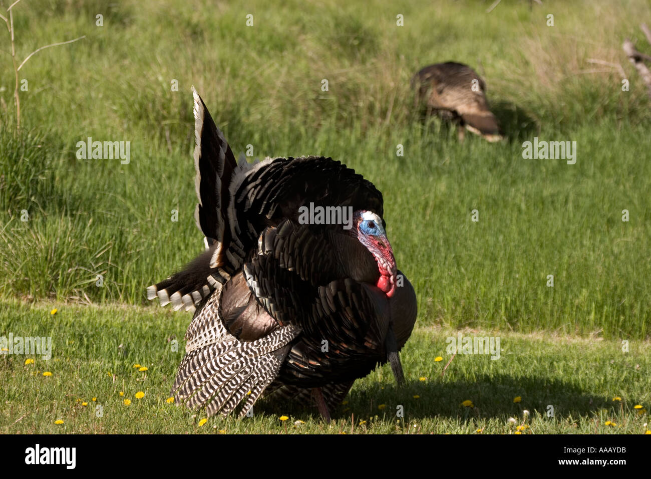 Tom strutting for hen hi-res stock photography and images - Alamy