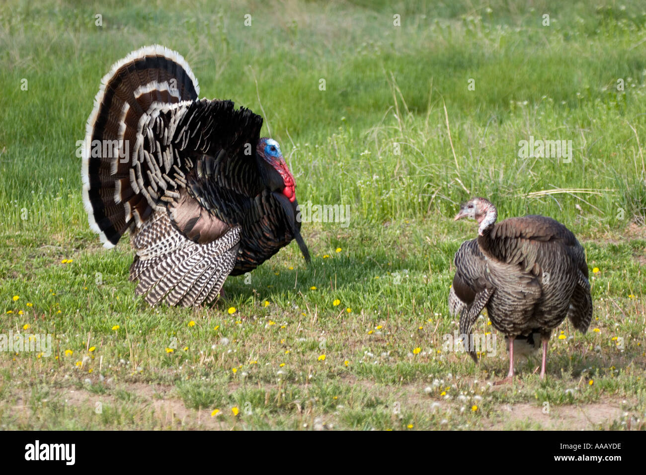 Tom And Hen High Resolution Stock Photography and Images - Alamy