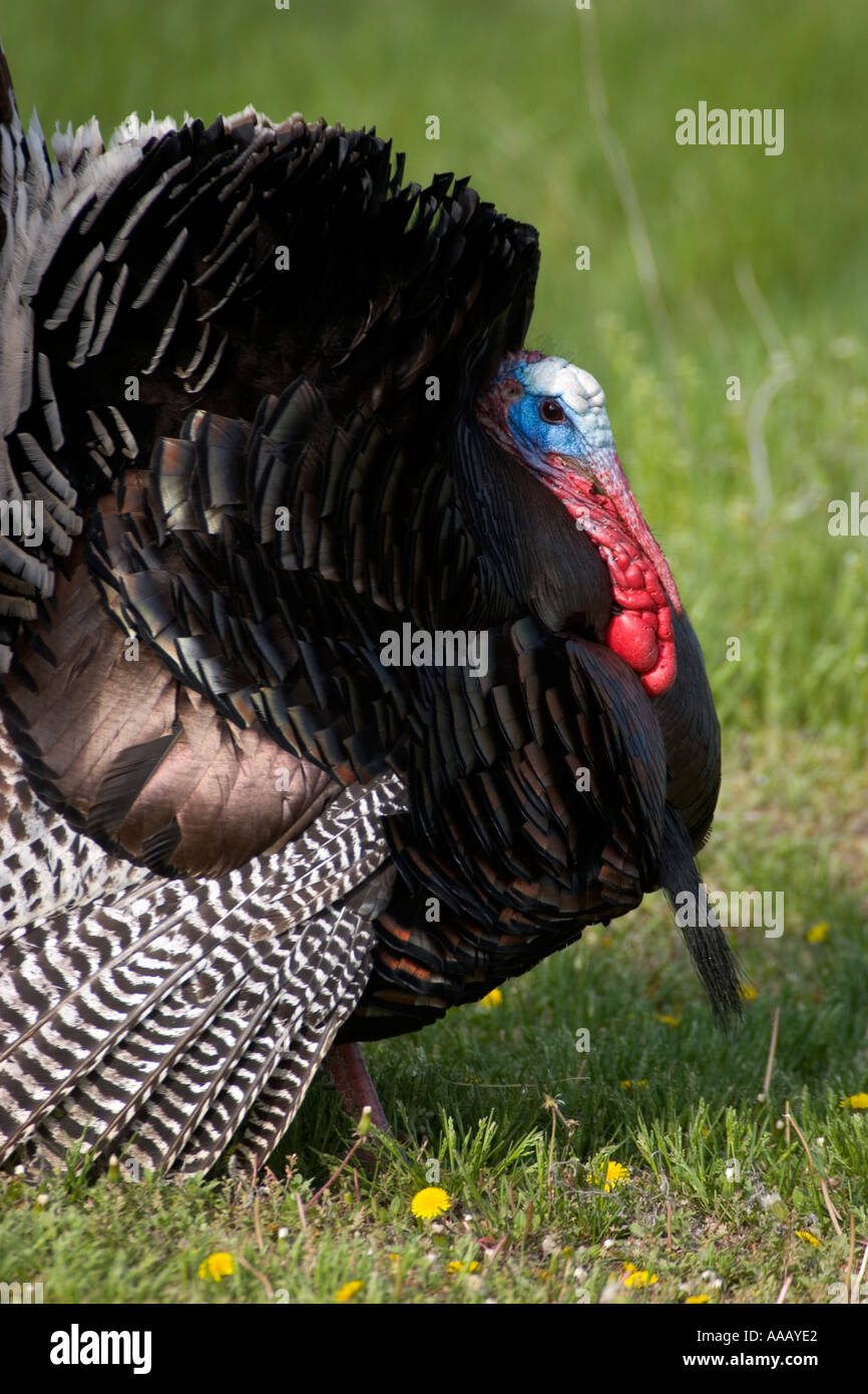 BK-7D STRUTTING TOM CLOSE UP Stock Photo - Alamy