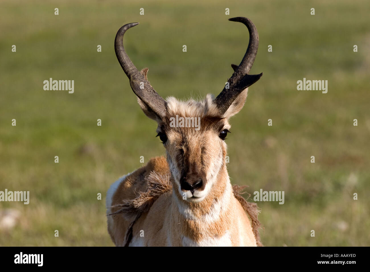 Antelope face hi-res stock photography and images - Alamy