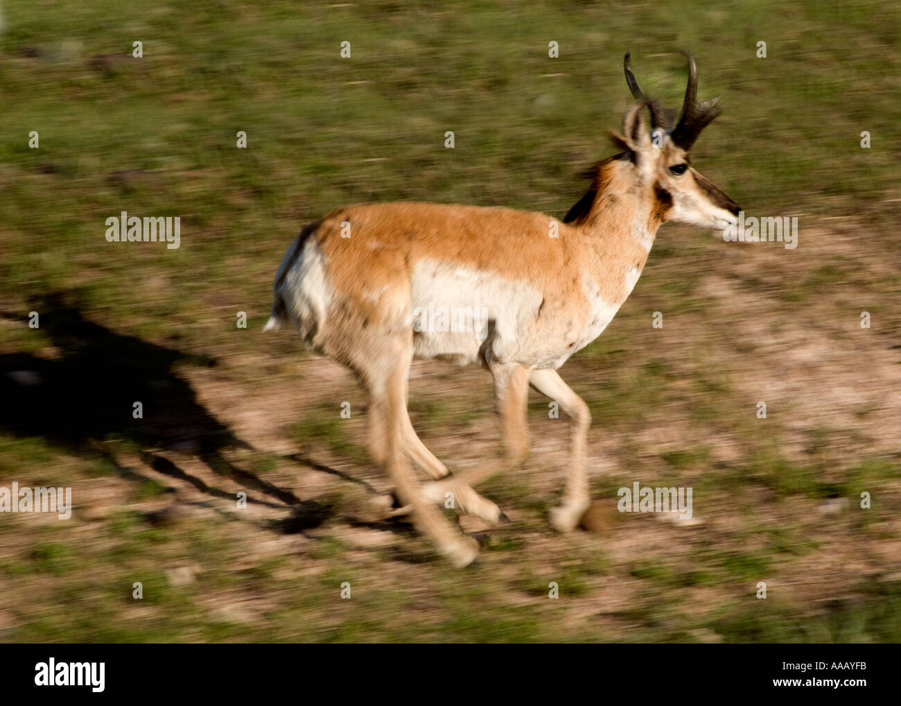 Pronghorn antelope running hi-res stock photography and images - Alamy