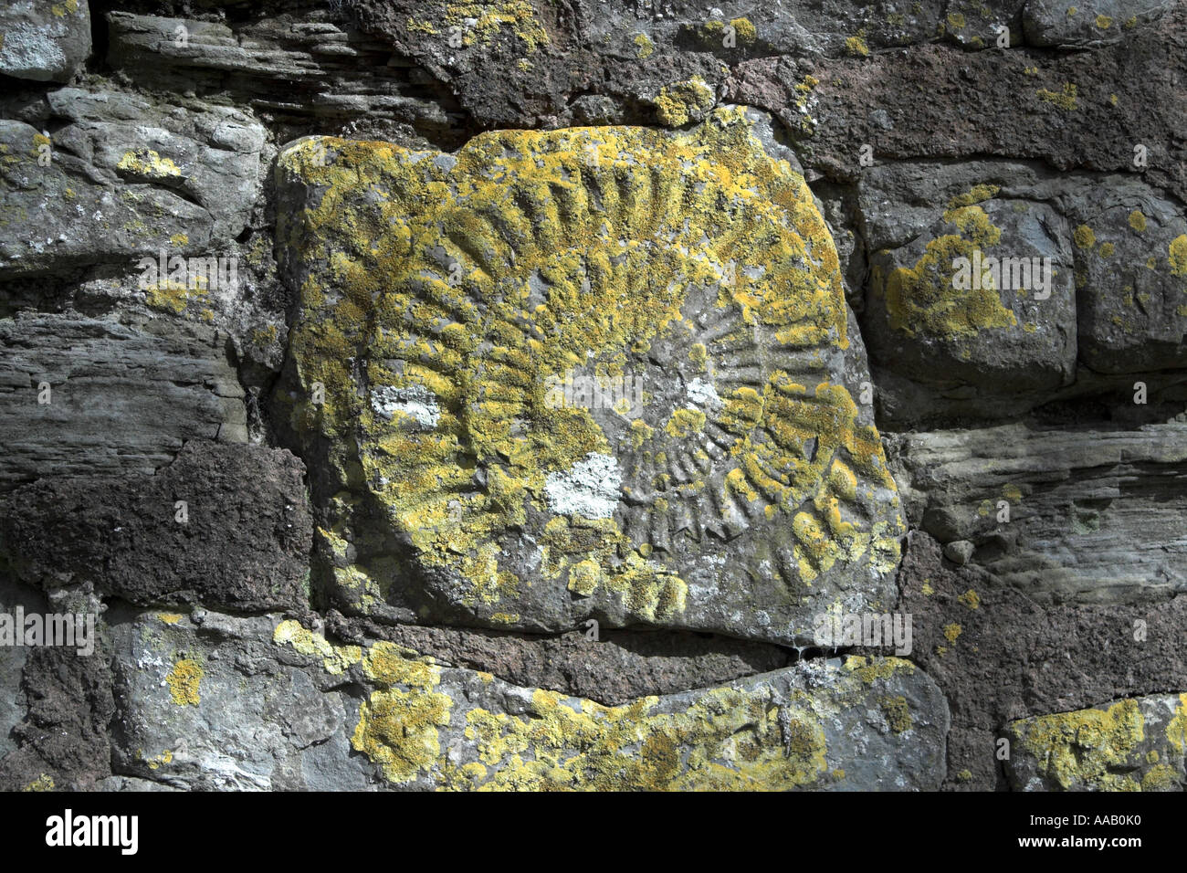 Ammonite fossil in stone wall. Somerset. England Stock Photo - Alamy