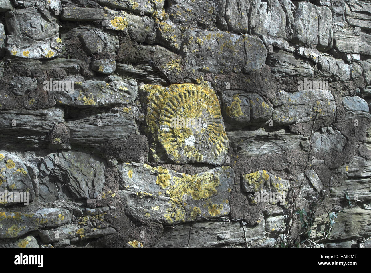 Ammonite fossil in stone wall. Somerset. England Stock Photo - Alamy