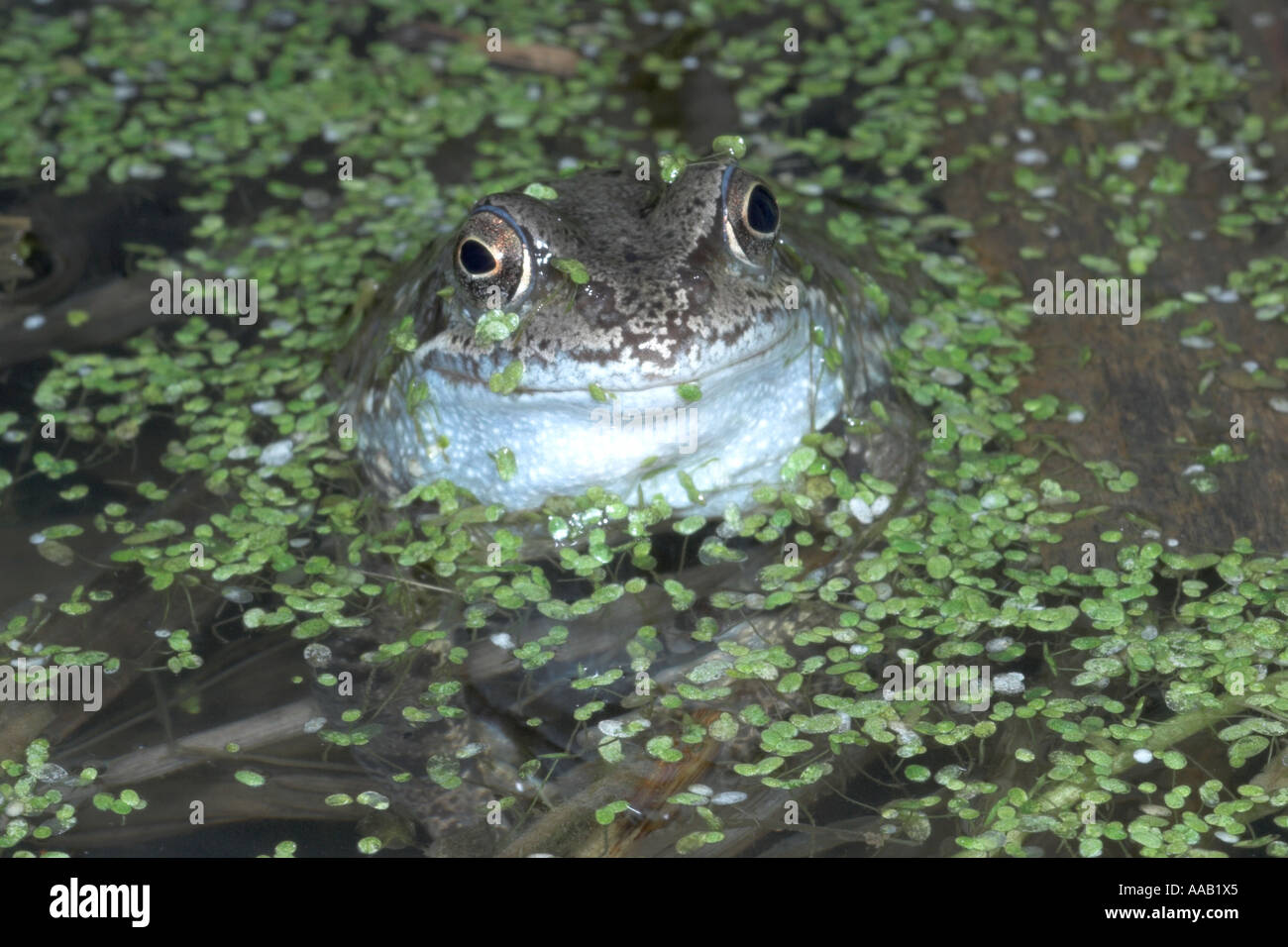 Common frog, Rana temporaria, in pond. England Stock Photo - Alamy