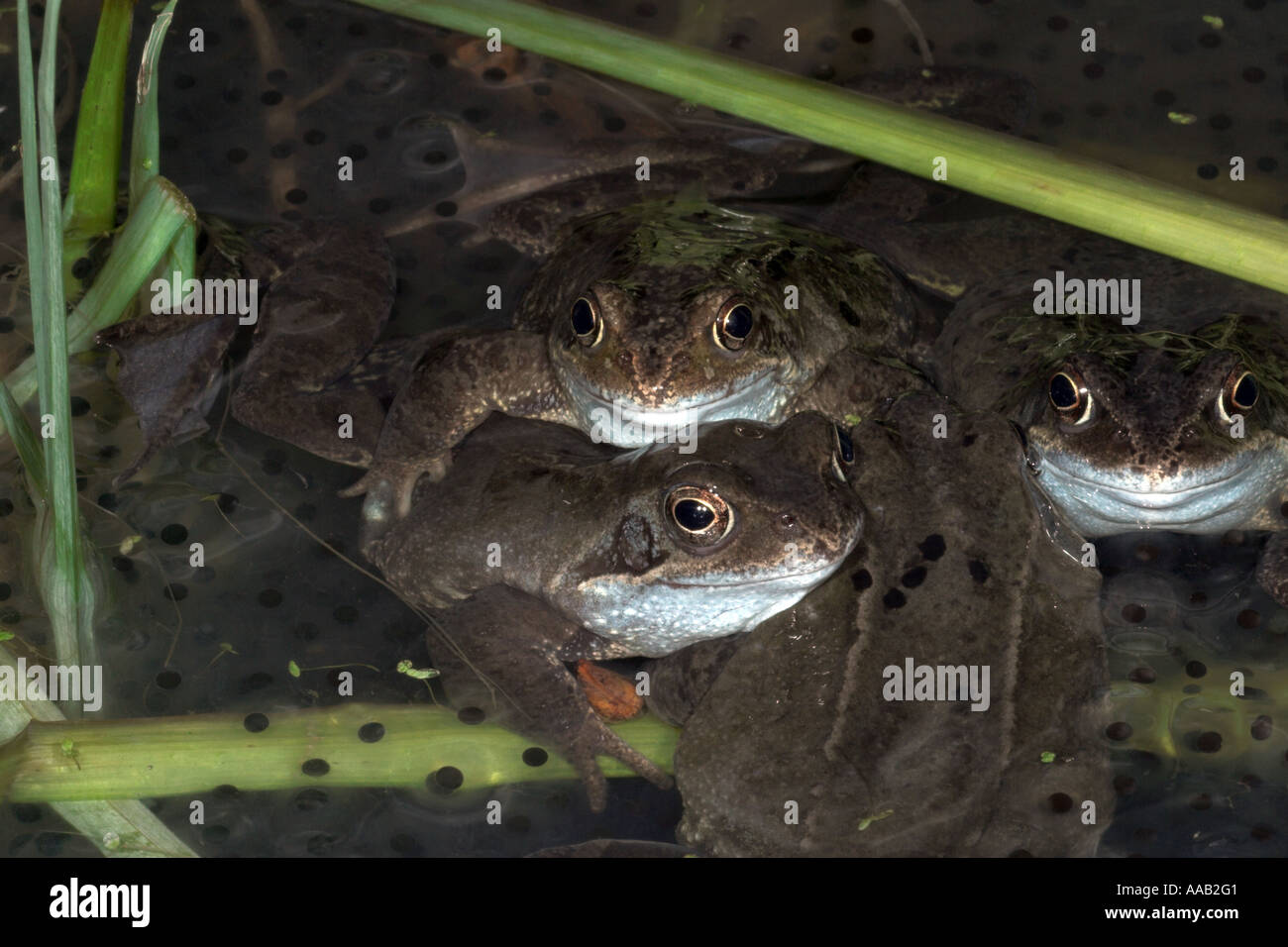Common frogs, Rana temporaria, in pond. England Stock Photo - Alamy
