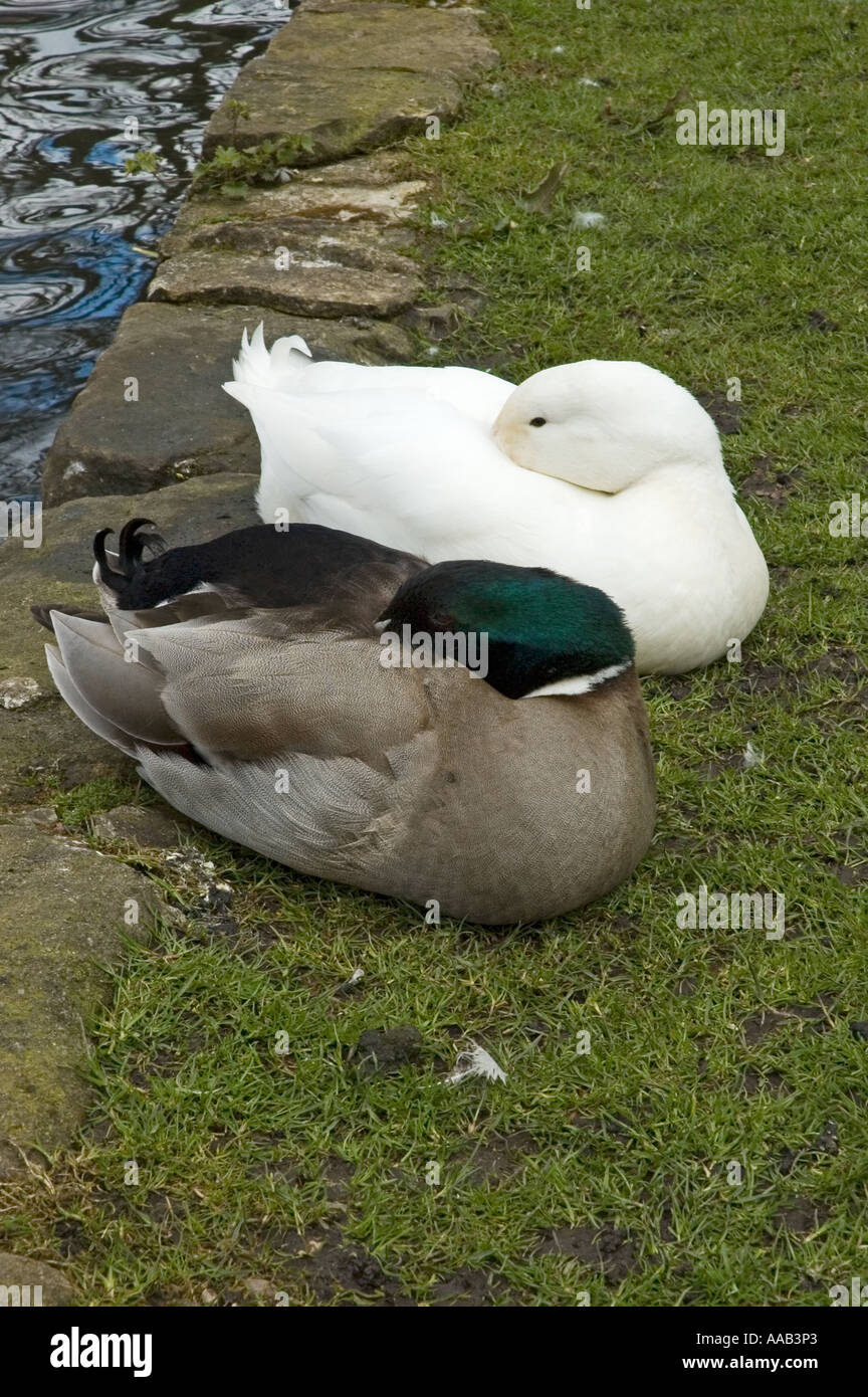 Two resting Mallards Anas platyrhynchos Stock Photo - Alamy
