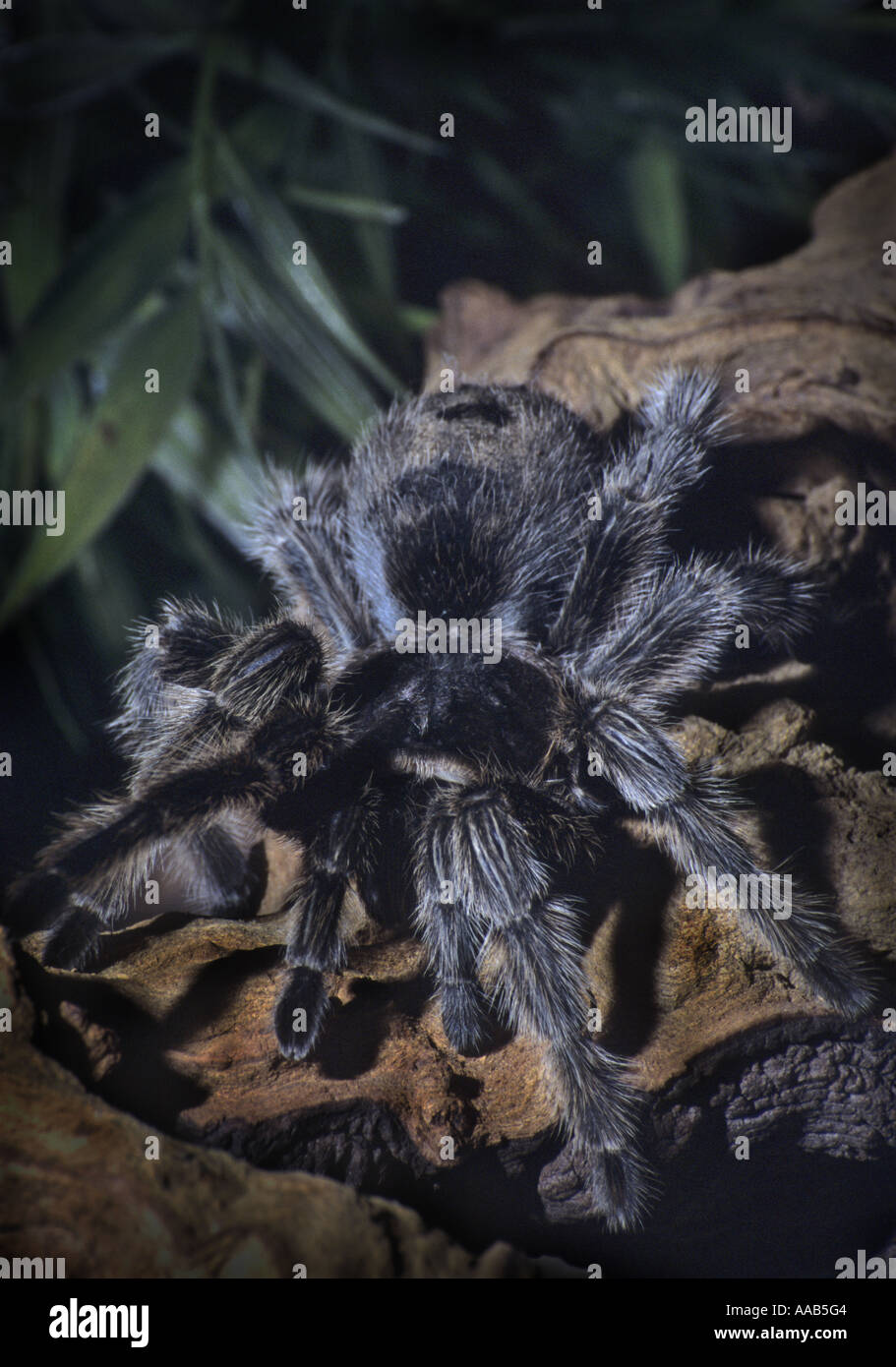 Spider rose hi-res stock photography and images - Alamy