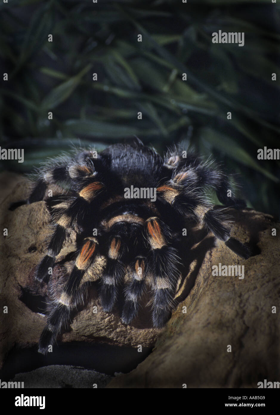 Mexican Red Knee Spider Stock Photo - Alamy