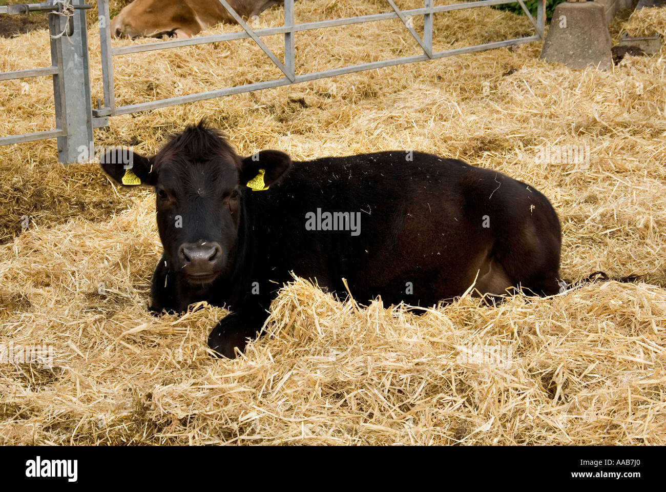 Cow sitting down Stock Photo - Alamy
