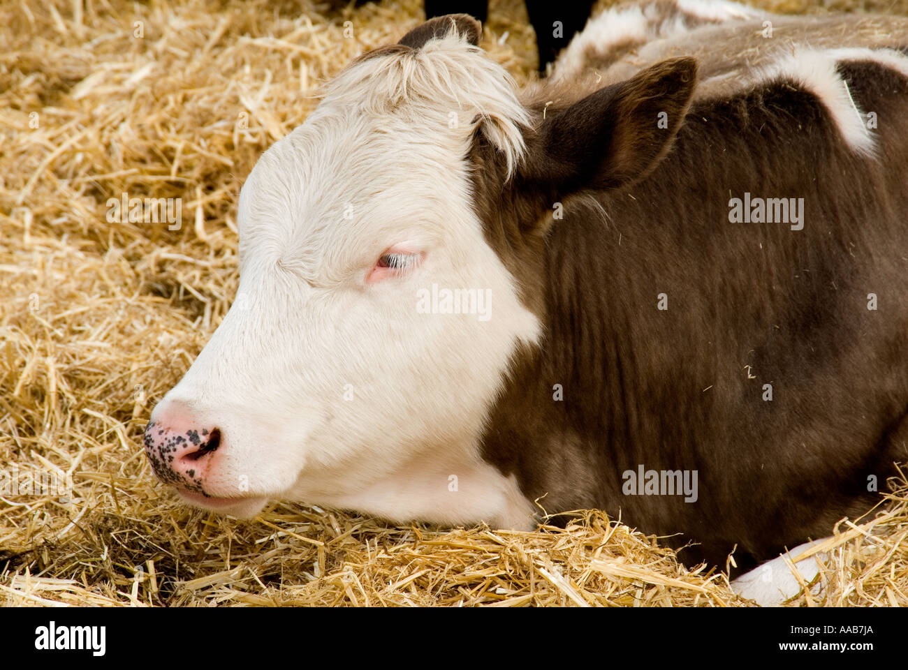 Cow sitting down close up Stock Photo - Alamy