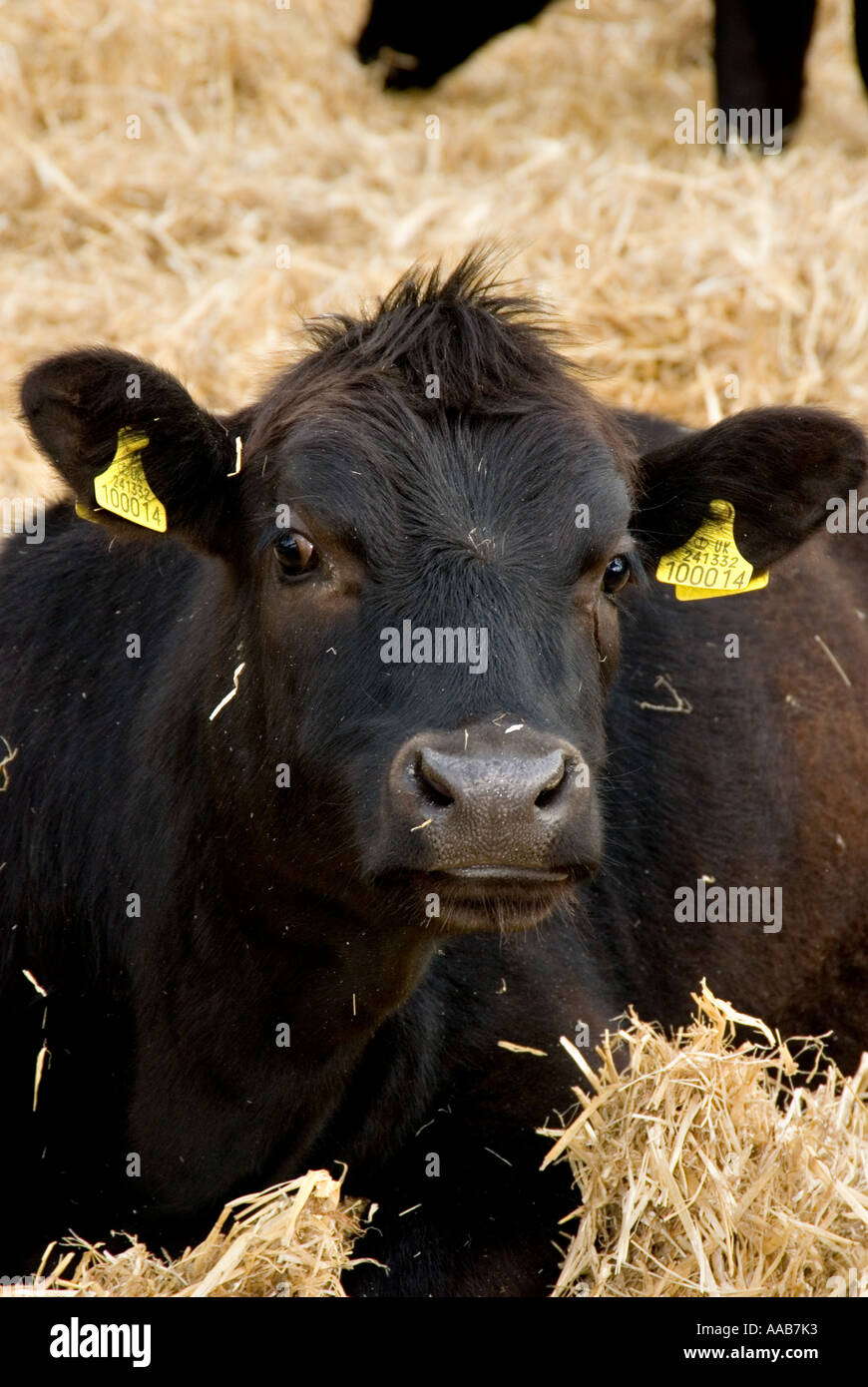 Cow sitting down close up Stock Photo - Alamy