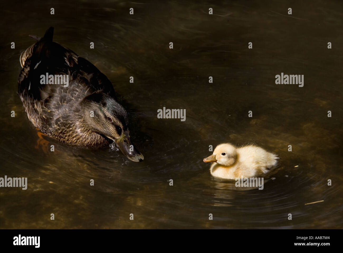 Ruddy shelduck ducklings hi-res stock photography and images - Alamy