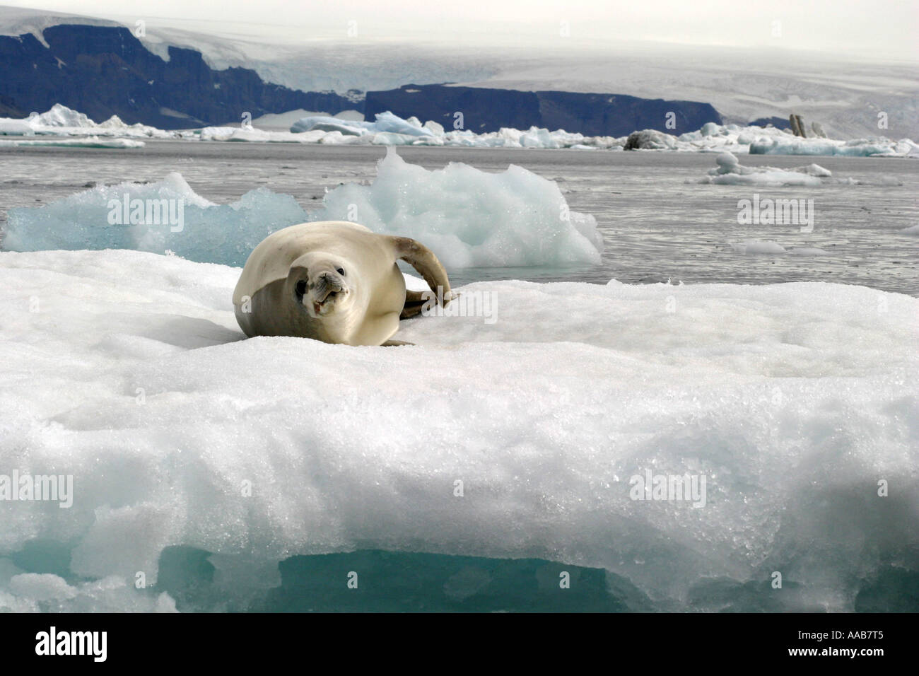 moulting Leopard Seal has a ferocious set of teeth which make him one ...