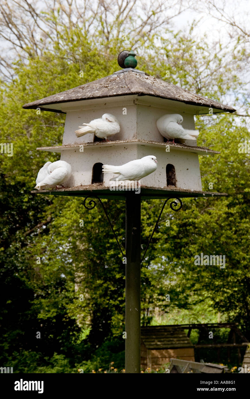 Sacred white doves hi-res stock photography and images - Alamy