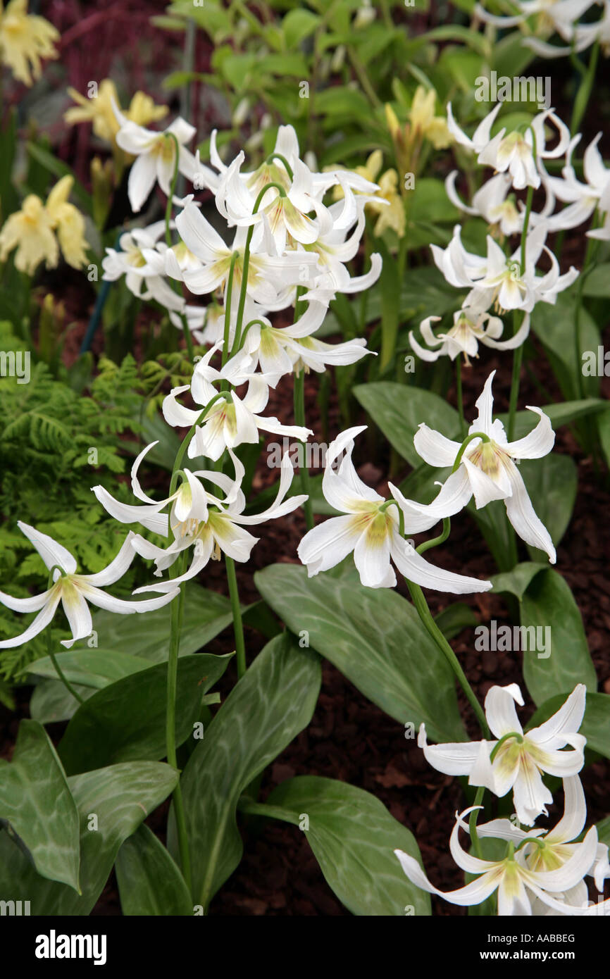 Erythronium Dog s Tooth violet clump forming perennial Stock Photo - Alamy