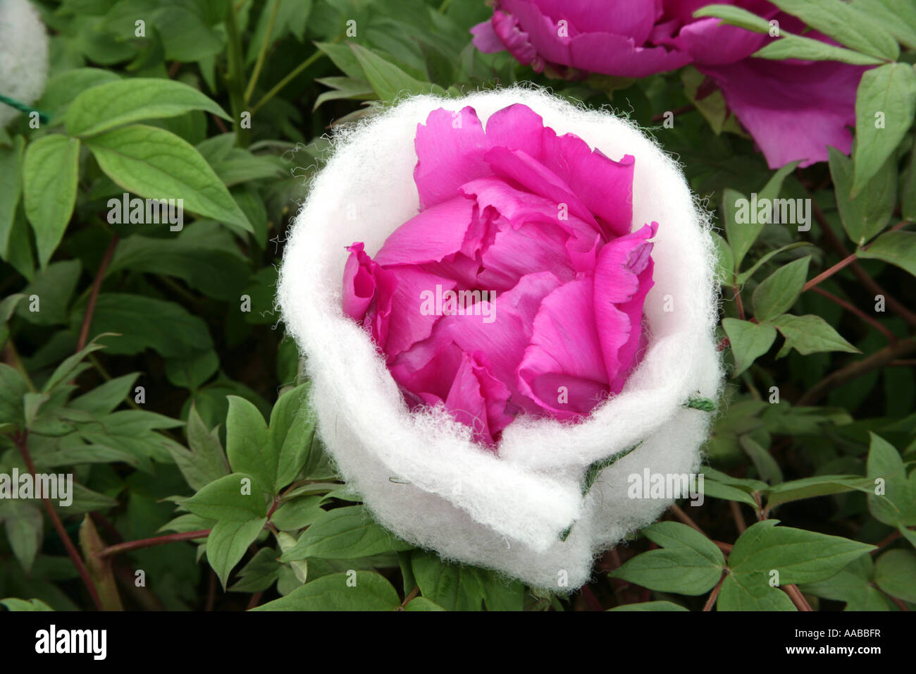 Paeonia Cardinal Vaughan wrapped in protective cotton wool prior to the ...