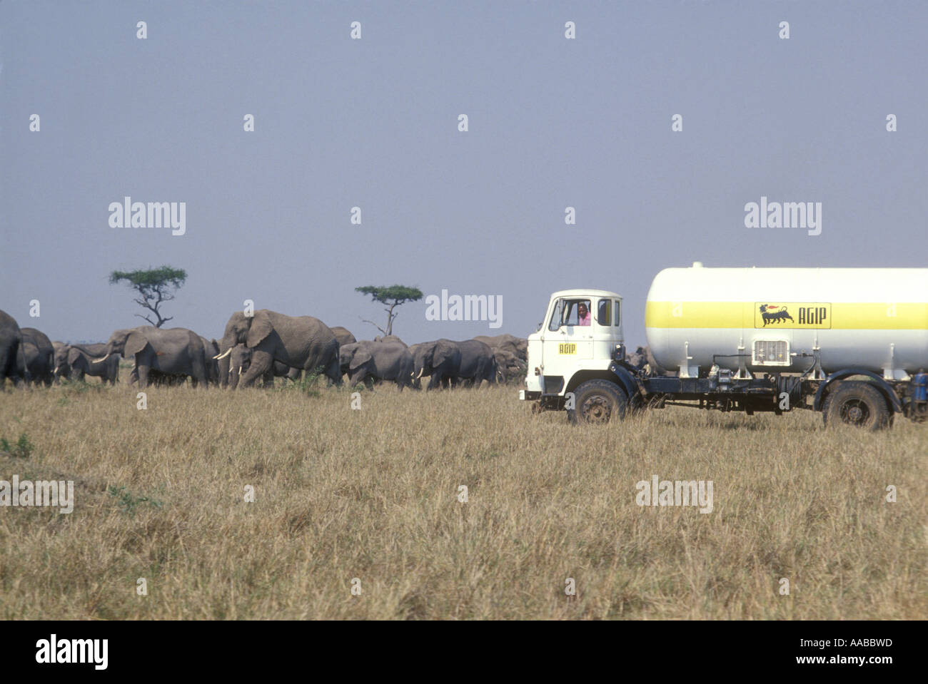 Elephant close to Agip Gas Tanker Masai Mara National Reserve Kenya ...
