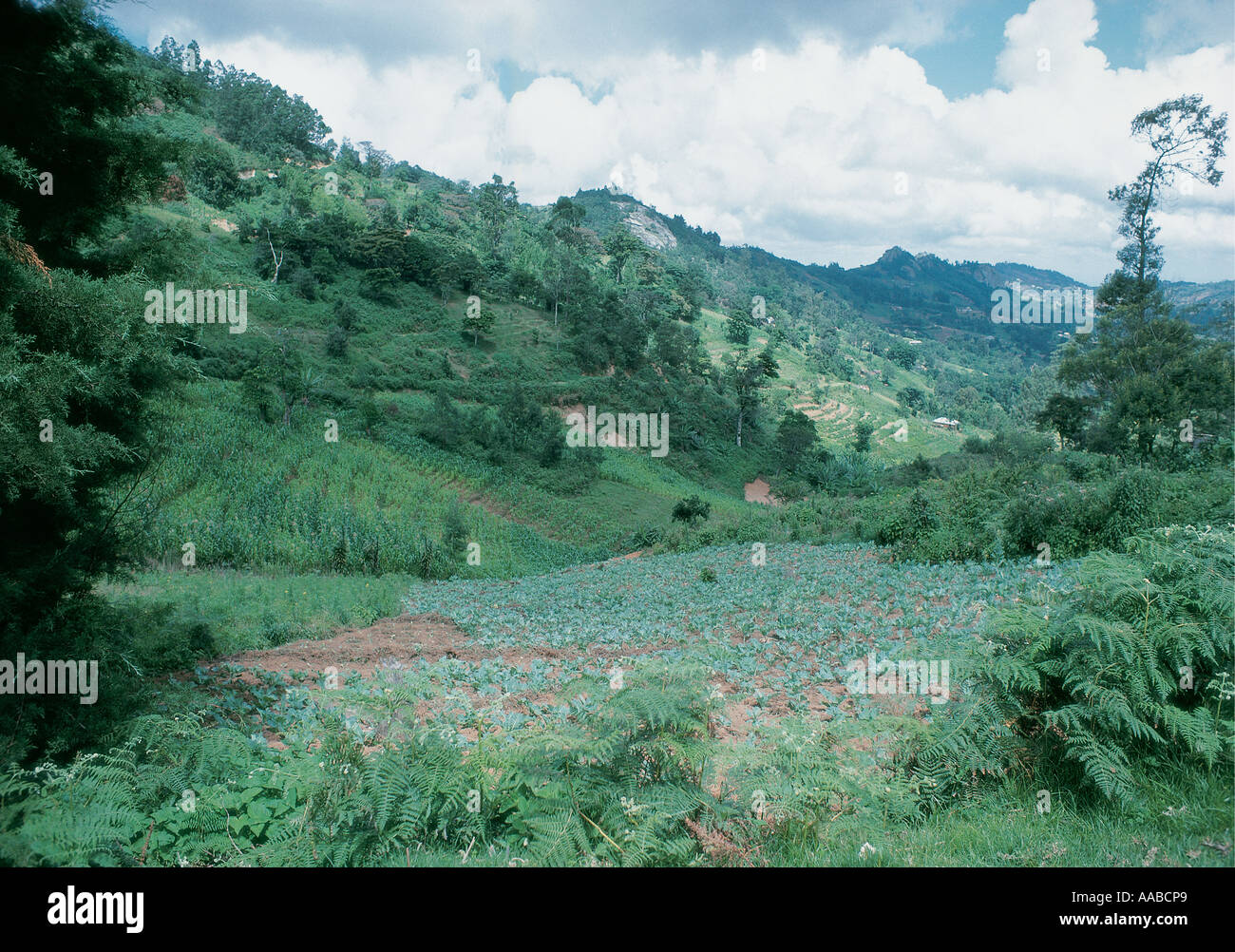 A landscape in the Taita Hills showing a traditional farm Kenya East ...