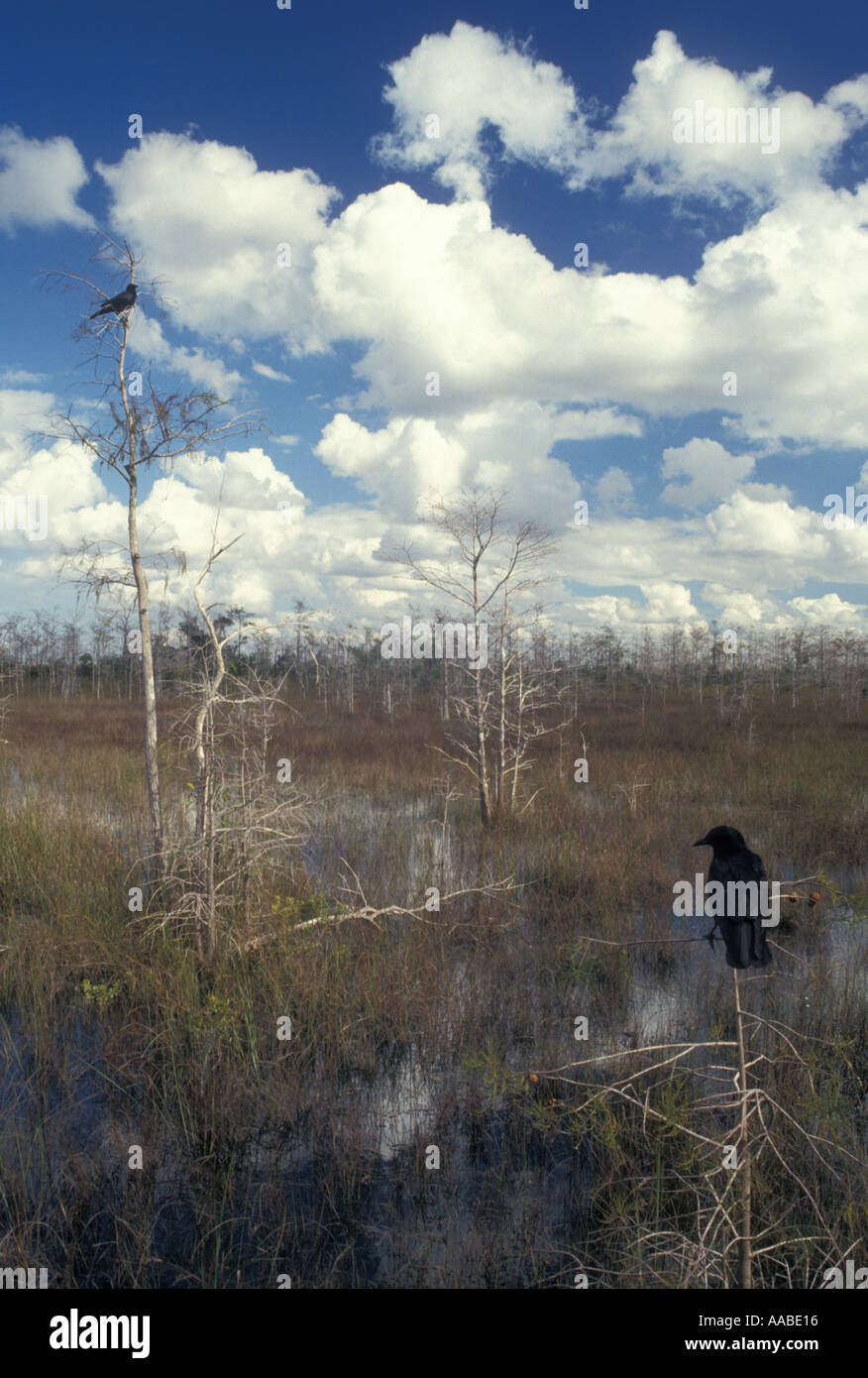 American Crow In The Florida Everglades High Resolution Stock ...