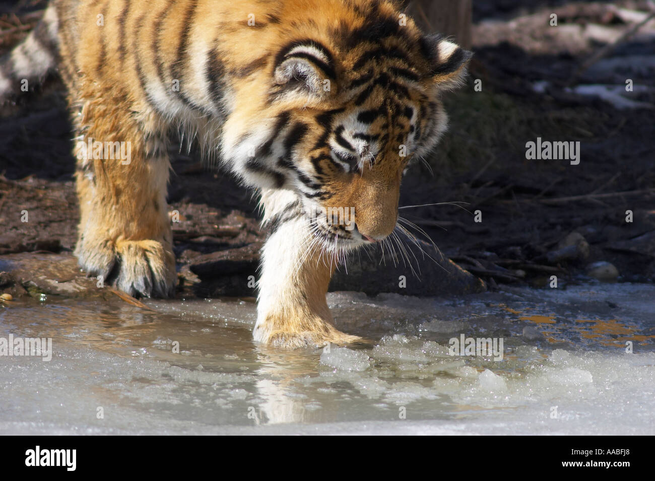 Tiger vienna hi-res stock photography and images - Alamy