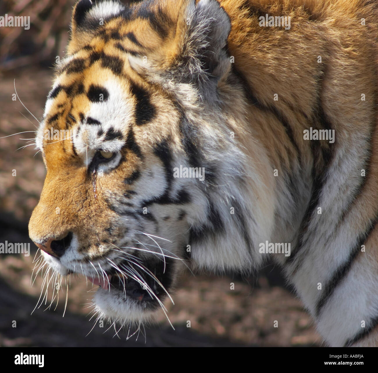 Tiger vienna zoo hi-res stock photography and images - Alamy