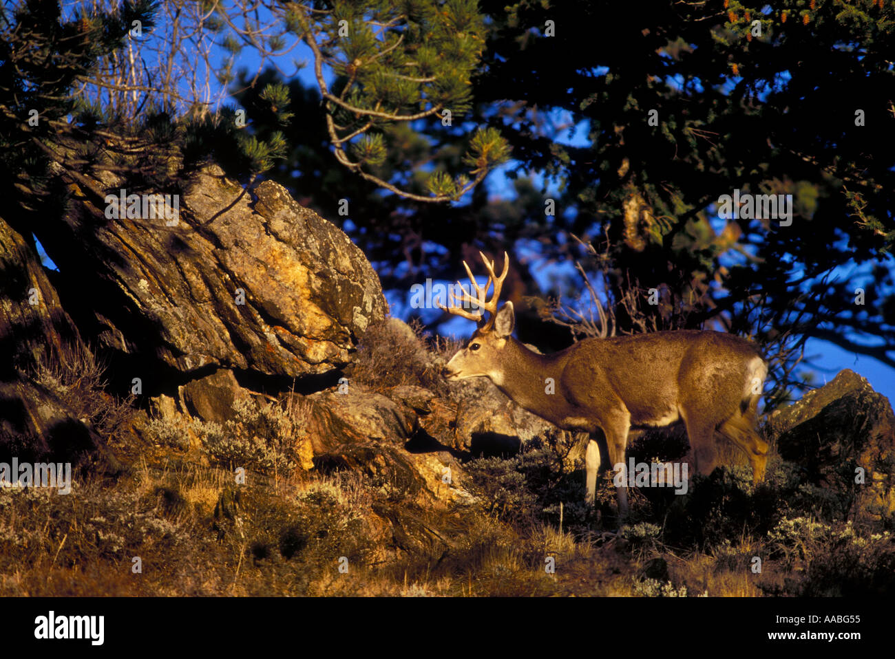 Side on deer hi-res stock photography and images - Alamy