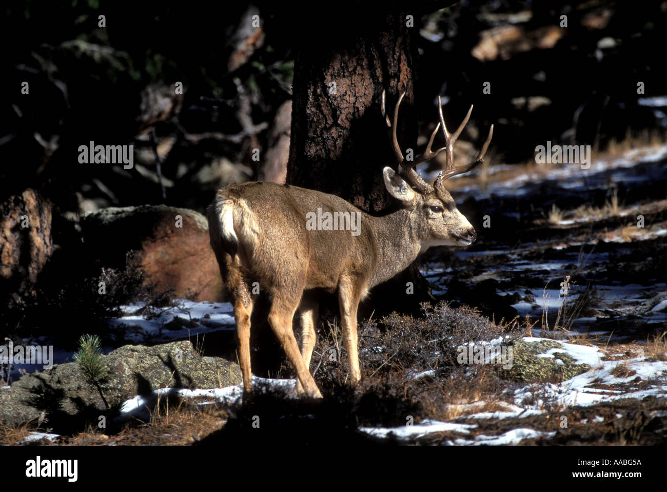 MD-157 MULE DEER BUCK WITH FOUR POINT ANTLERS Stock Photo - Alamy