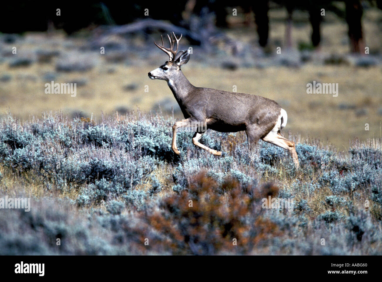 MD-165 TROTTING MULE DEER BUCK Stock Photo - Alamy
