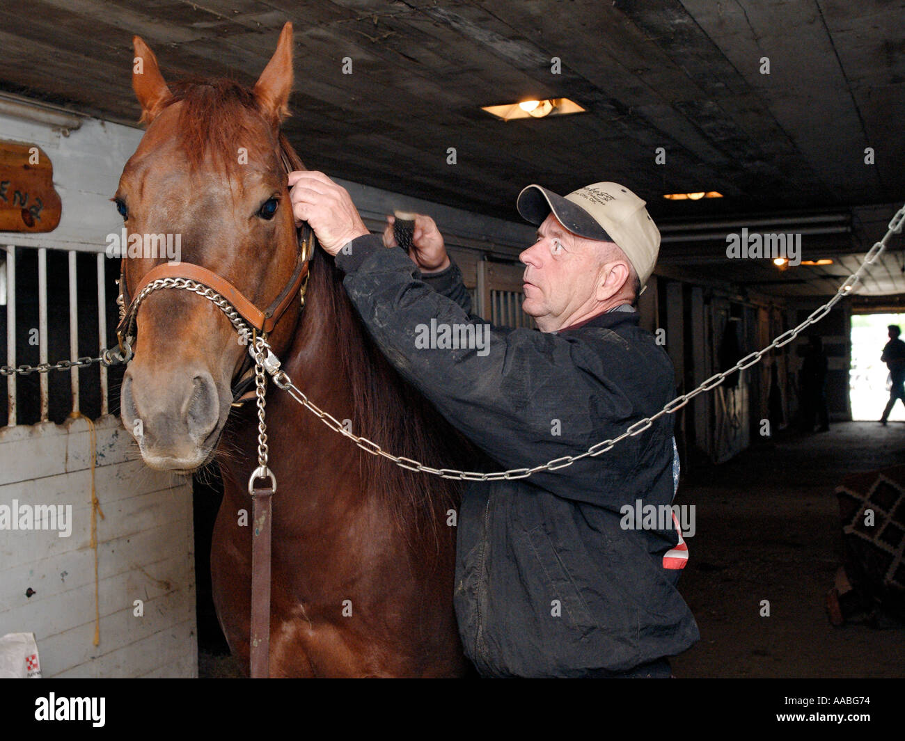 Stable master grooming a stallion in preparation for riding Stock Photo ...