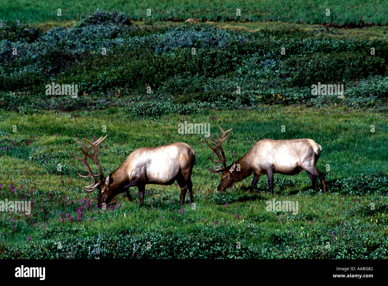ME-187 ELK FEEDING ABOVE TIMBERLINE Stock Photo - Alamy
