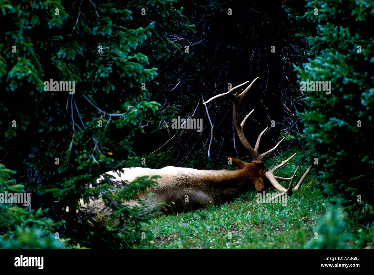 ME-190 SLEEPING BULL ELK Stock Photo - Alamy