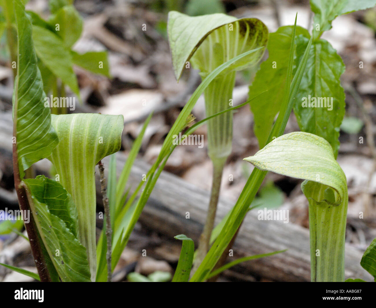 Indian turnip hi-res stock photography and images - Alamy
