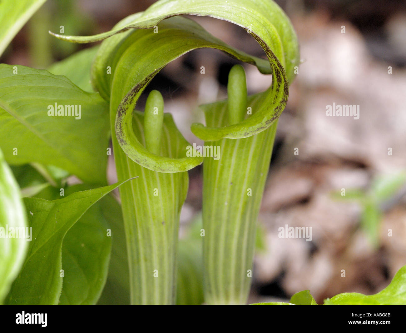 Arisaema triphyllum hi-res stock photography and images - Alamy