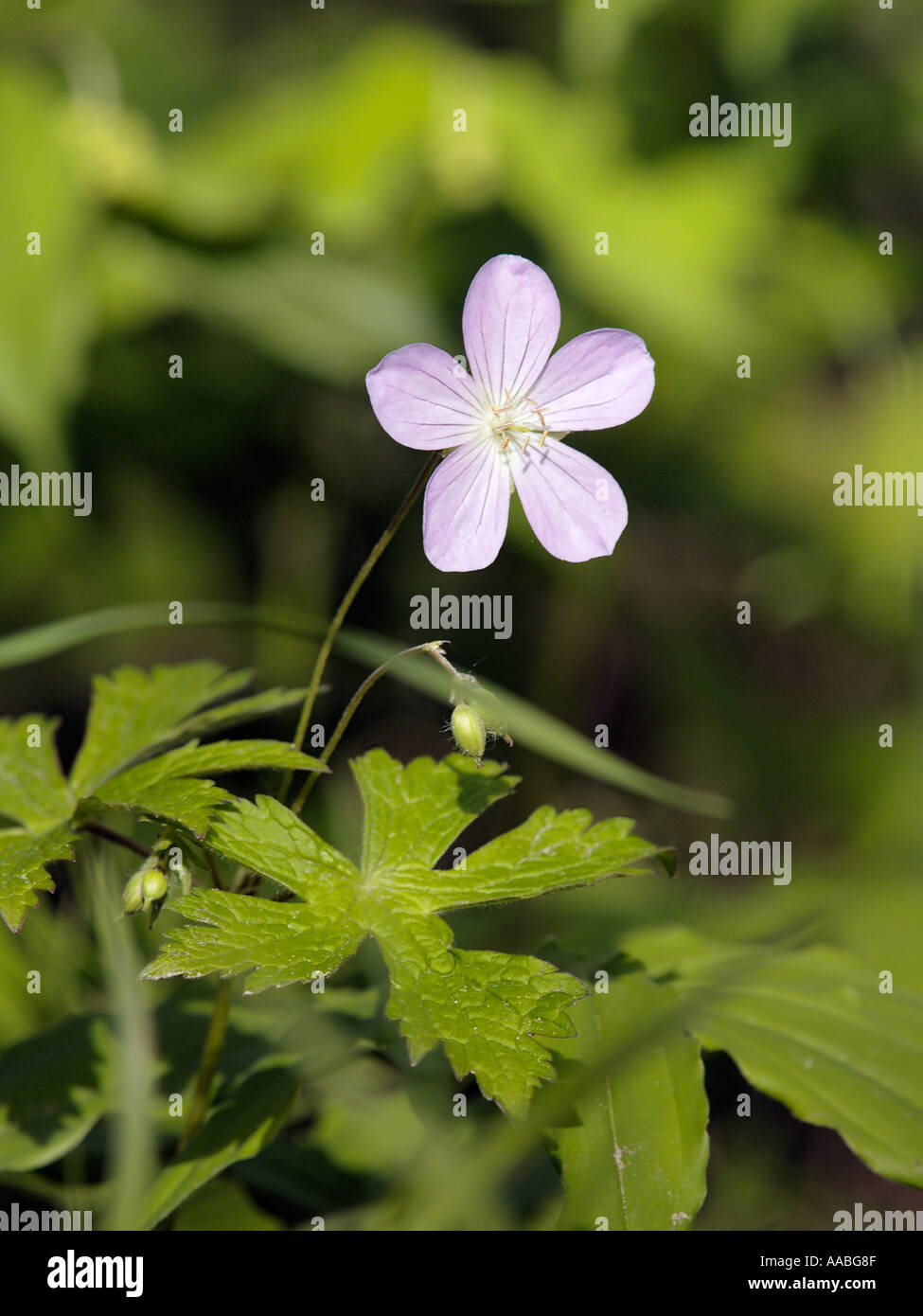 Wild Geranium Geranium maculatum Stock Photo - Alamy