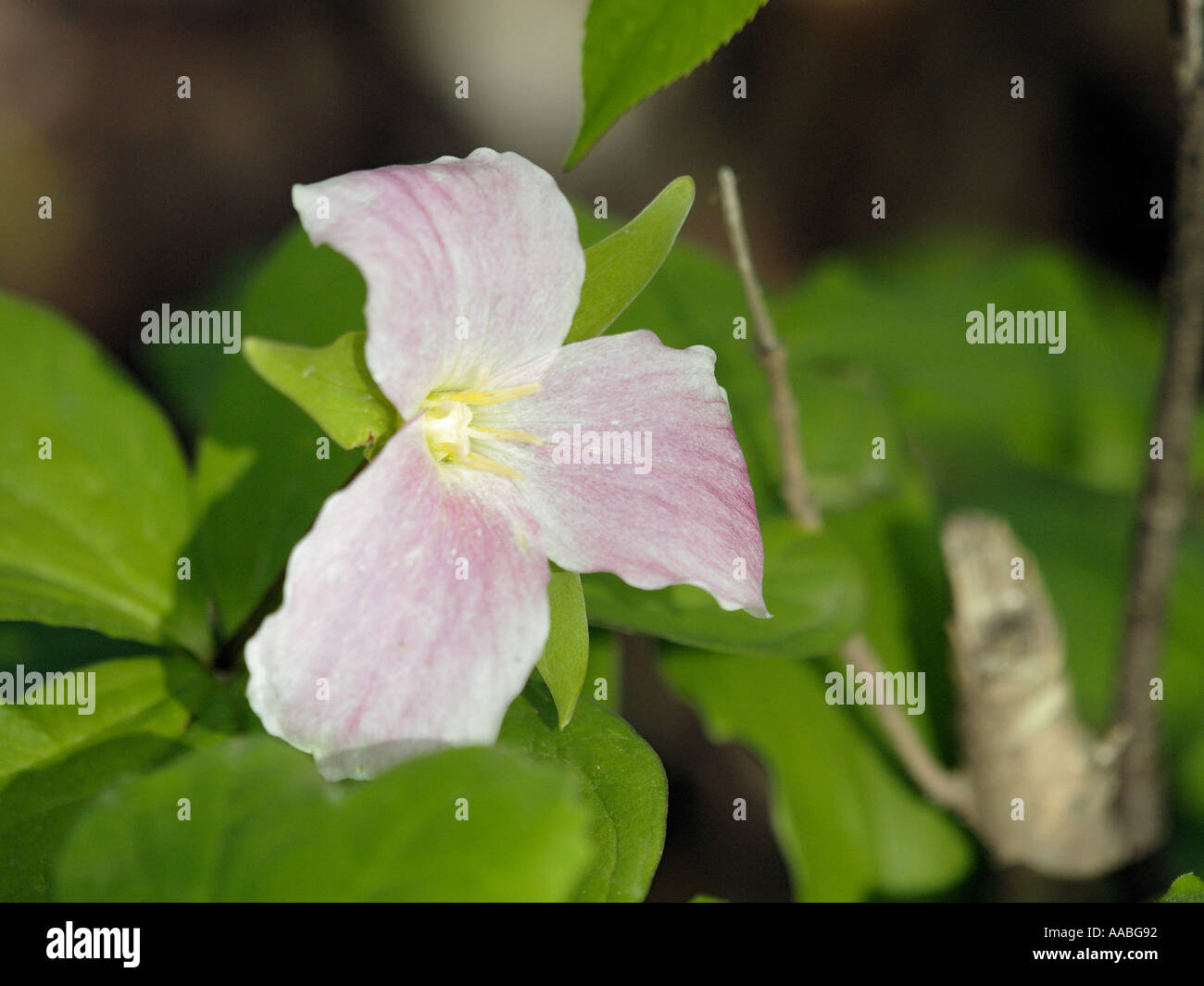 Great White Trillium Trillium grandiflorum are a protected species of ...