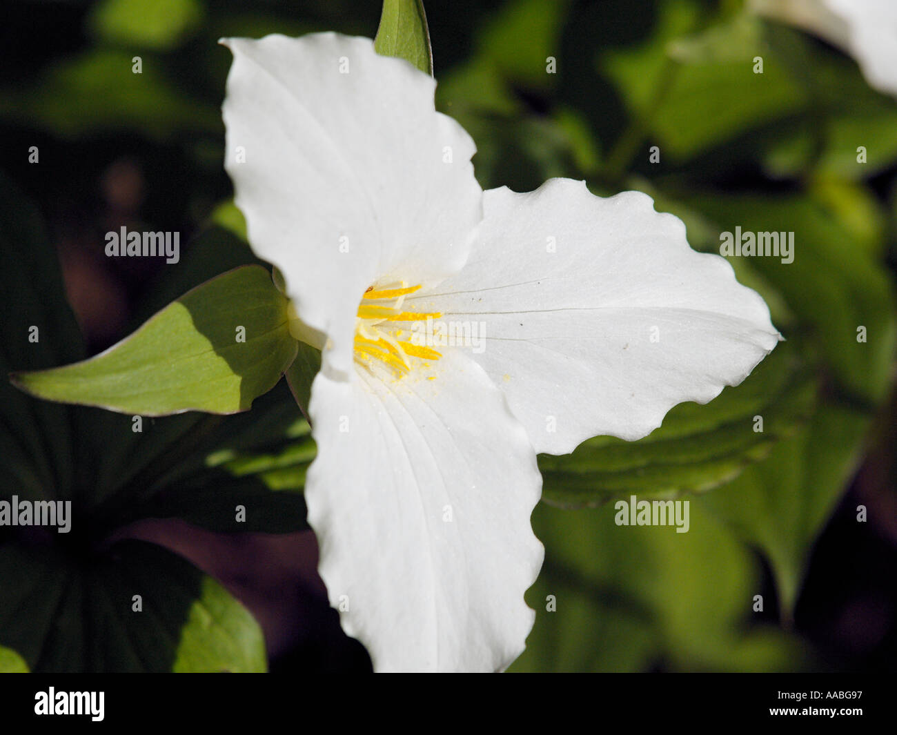 Great White Trillium Trillium grandiflorum are a protected species of ...