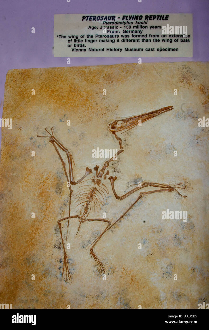 Pterosaurs fossil hi-res stock photography and images - Alamy