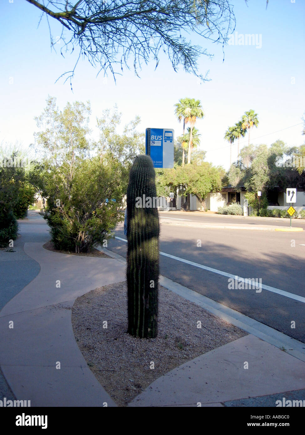 Cactus bus hi-res stock photography and images - Alamy