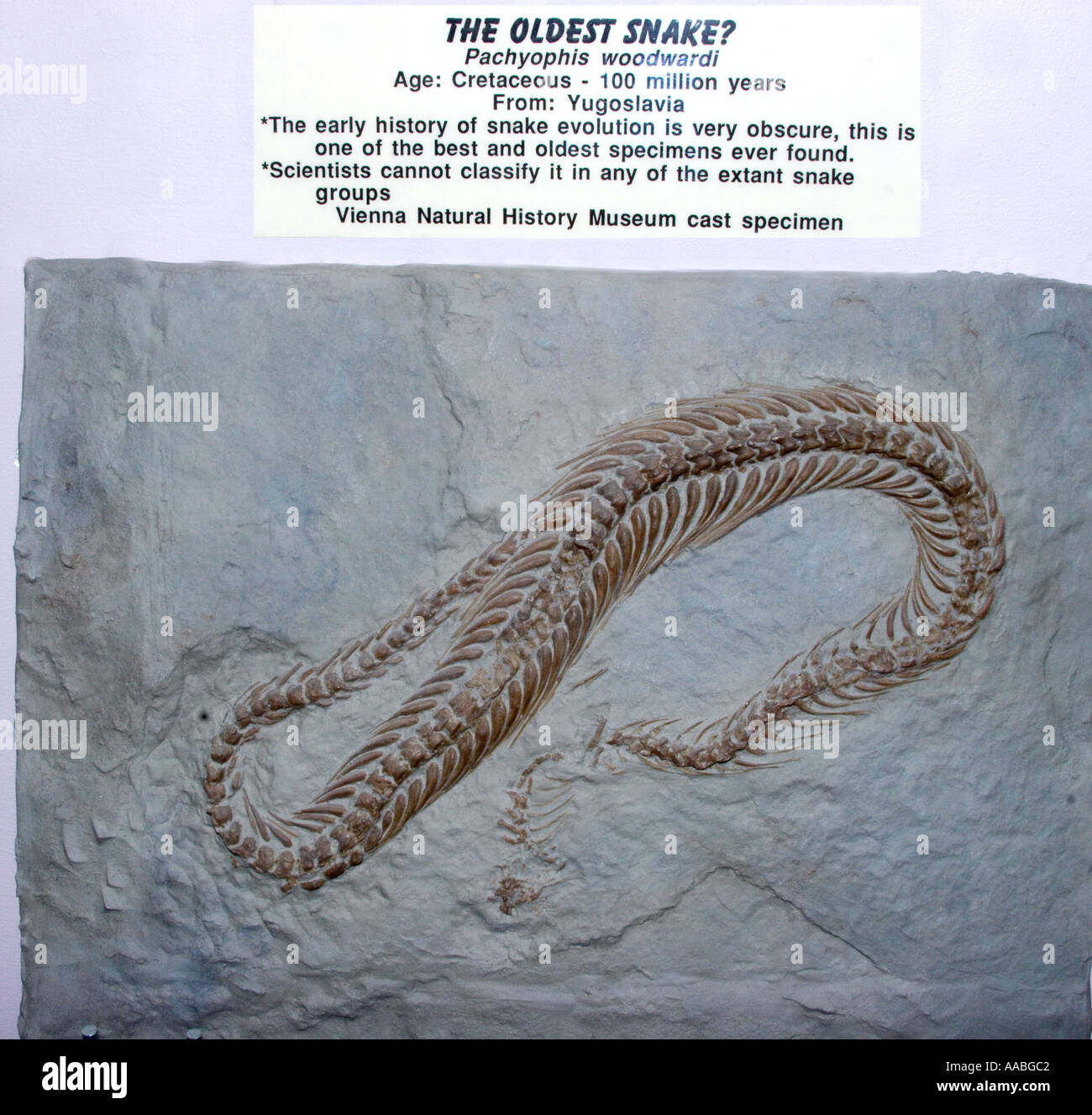 Snake Fossils