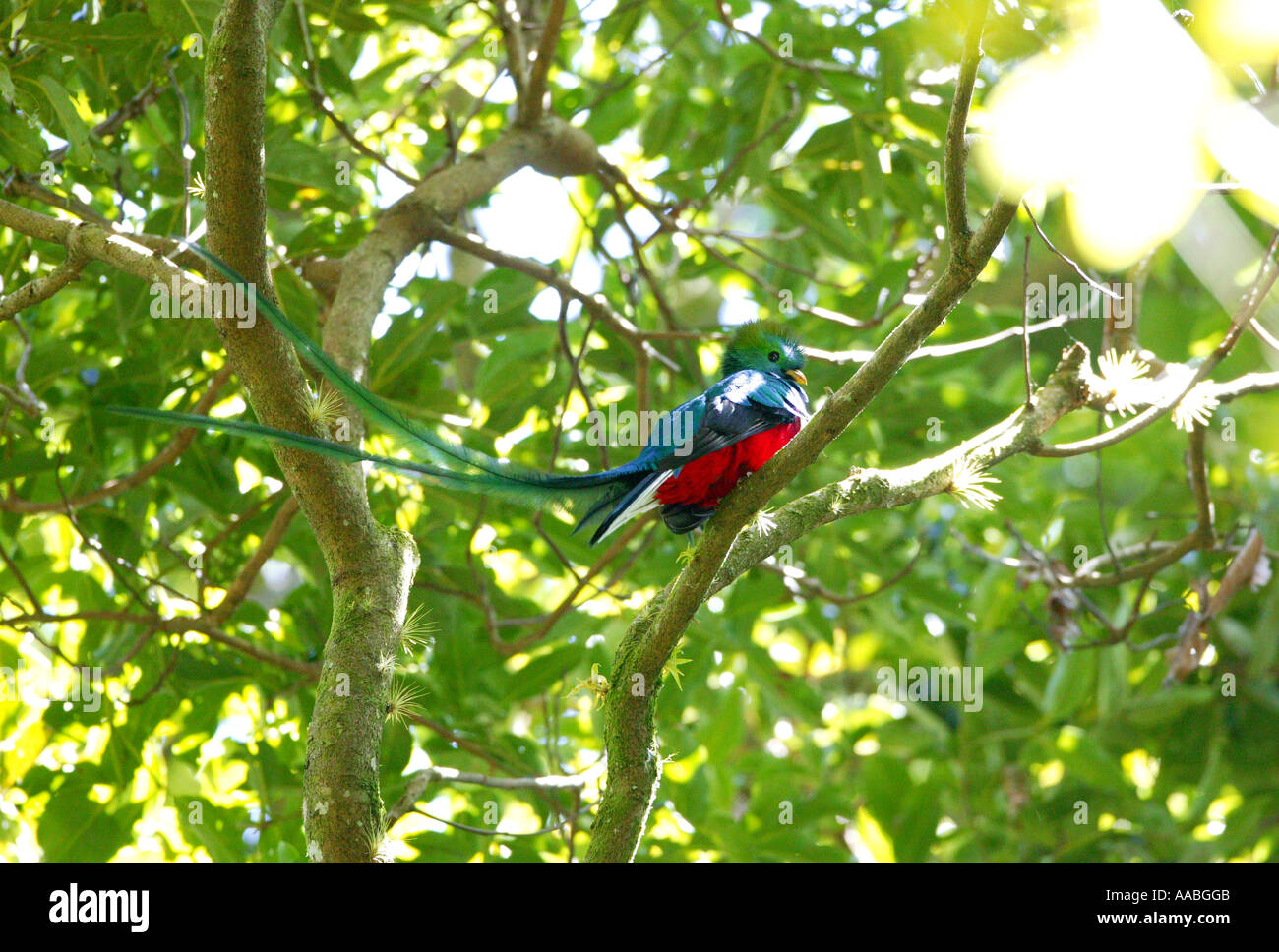 The rare and endangered bird Resplendent Quetzal, Pharomachrus mocinno ...